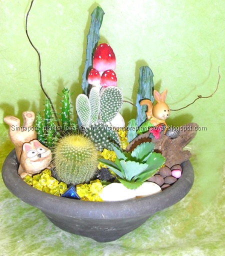 Singapore Plants Lover: Cactus table top garden